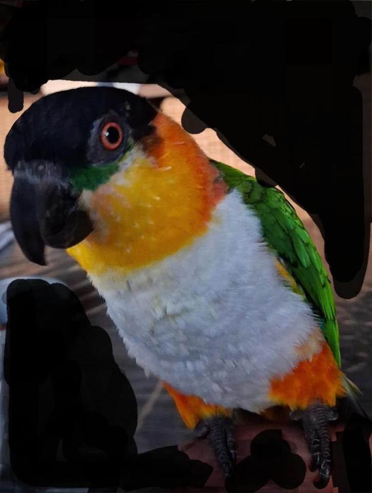 ② Broedrijpe zwartkop caique — Vogels | Parkieten en Papegaaien — 2dehands