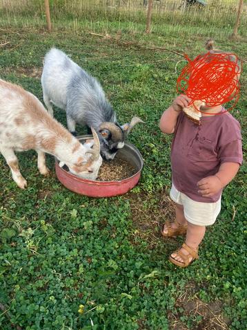② Geiten — Schapen, Geiten en Varkens — 2dehands
