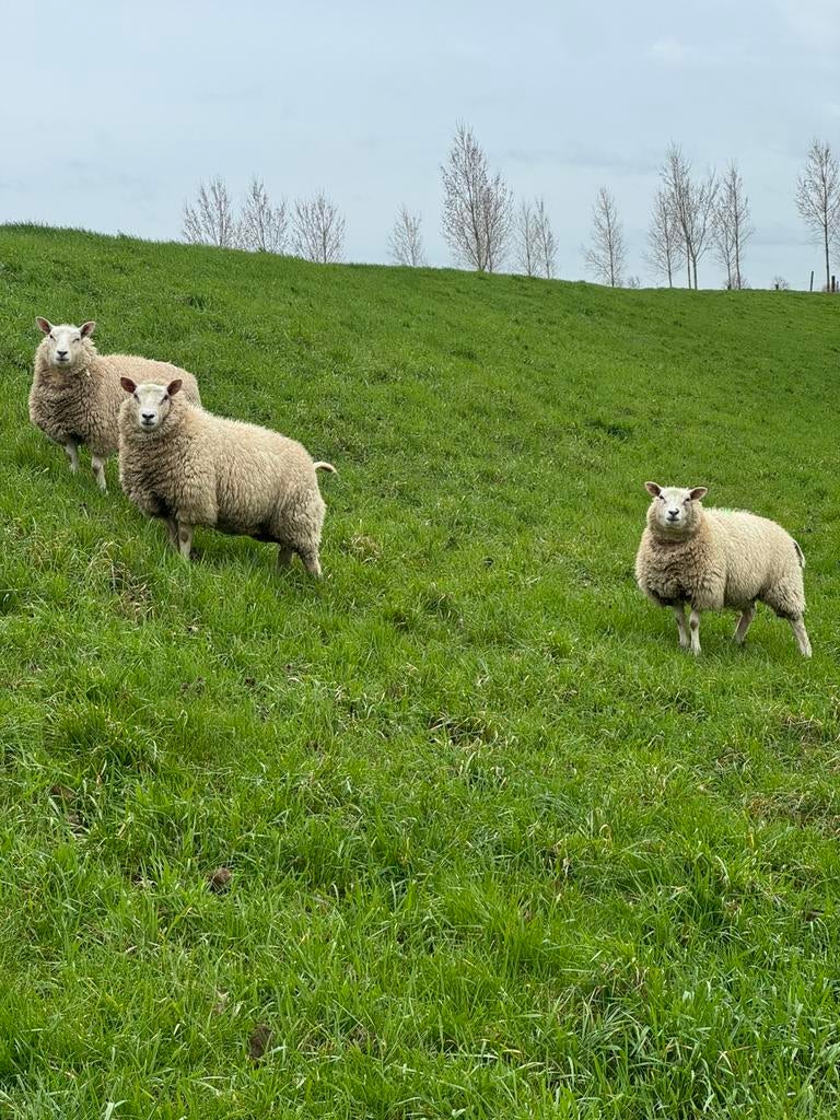 ② Mooie rammen en schapen — Schapen, Geiten en Varkens — 2dehands