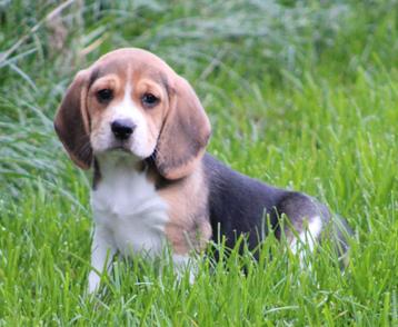 ② Beagle pup — Honden | Beagles, Bassets en Lopende honden — 2dehands