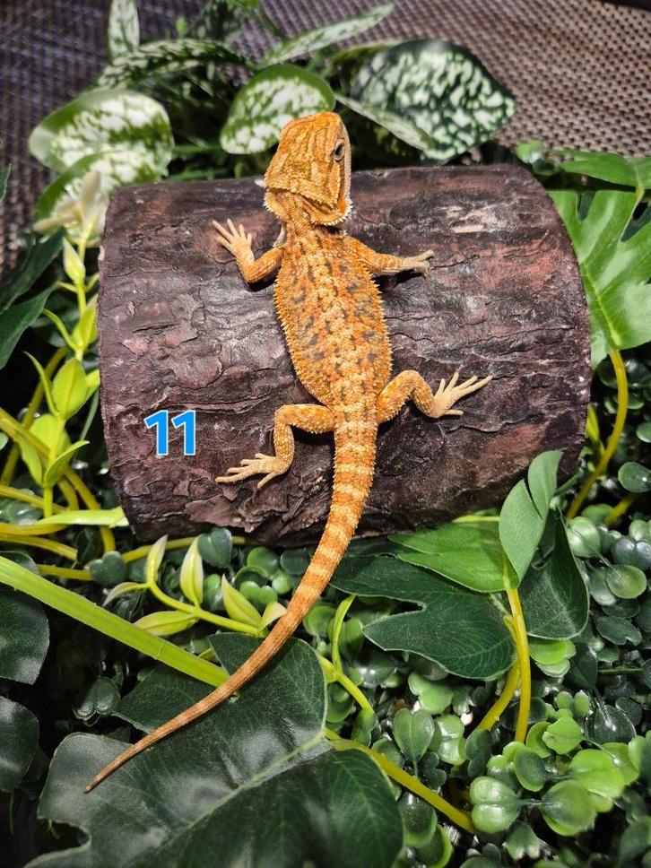 ② Baardagaam hypo red/orange tiger patroon (mannetje) — Reptielen en ...