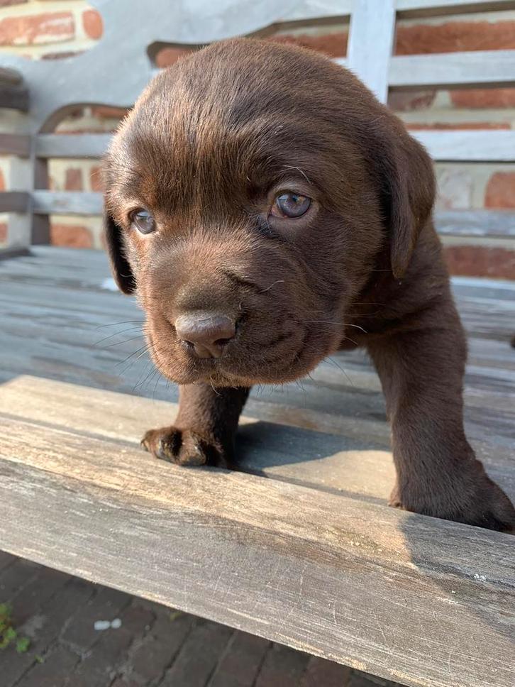 Profiel - Bart | 2dehands